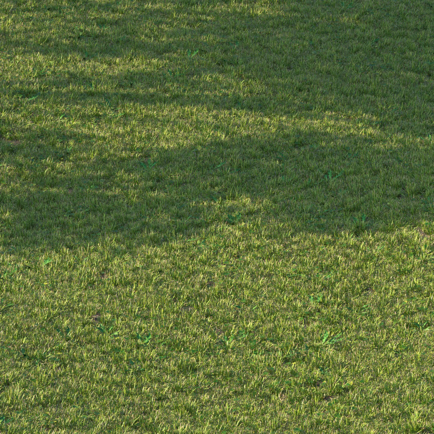 grass set04 3D model | CGTrader