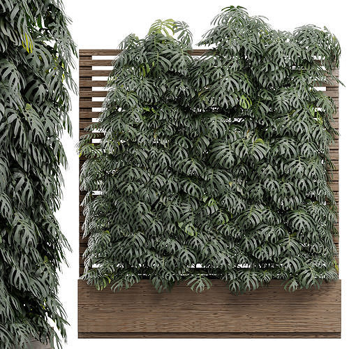 Vertical Garden 01 - Swiss Cheese Plant 3D model | CGTrader