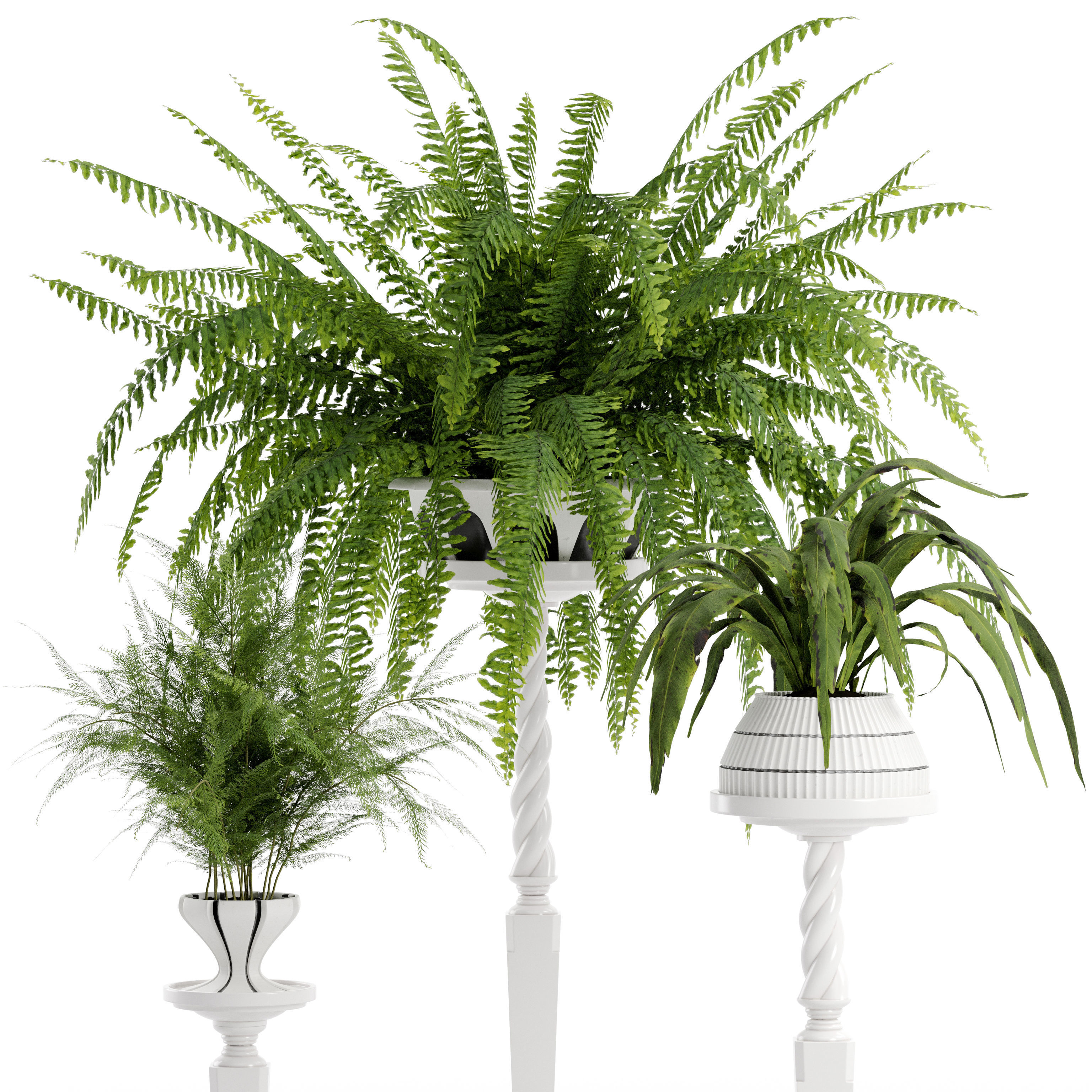 Interior Plant Set 04 - Fern 3D model | CGTrader