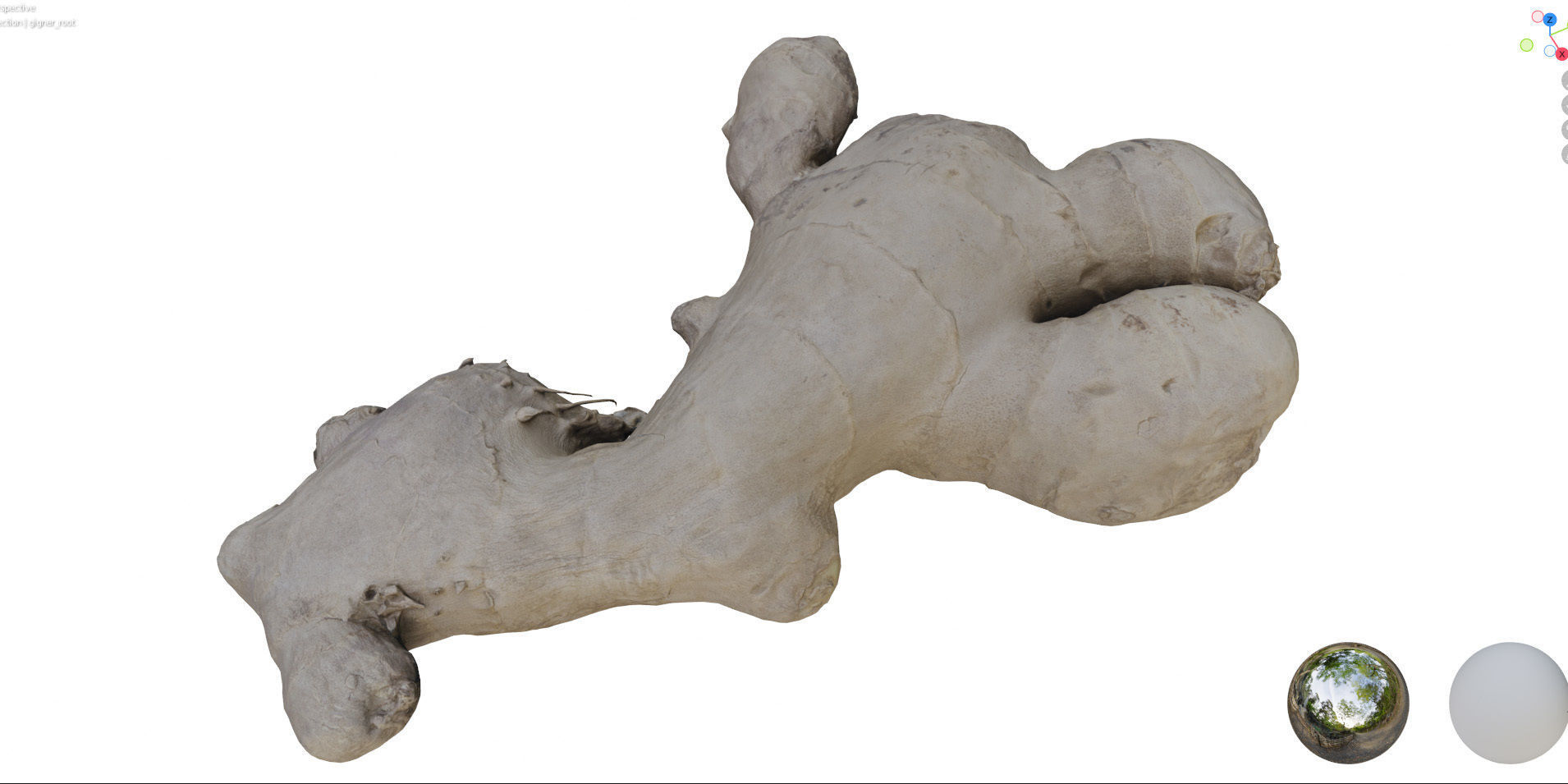 4K Scanned Ginger 3D model | CGTrader