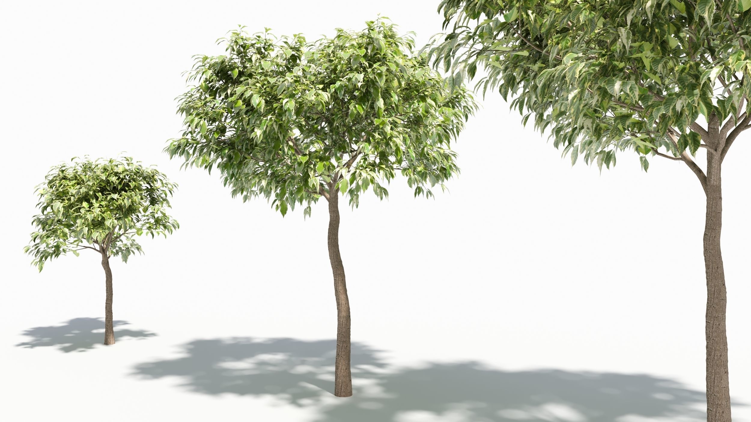 Acer negundo tree 3D model | CGTrader