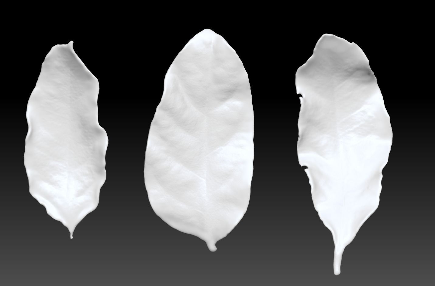leaf foliage leafage 3D printing leaves ZBrush Leaf Brush 3D model 3D printable | CGTrader