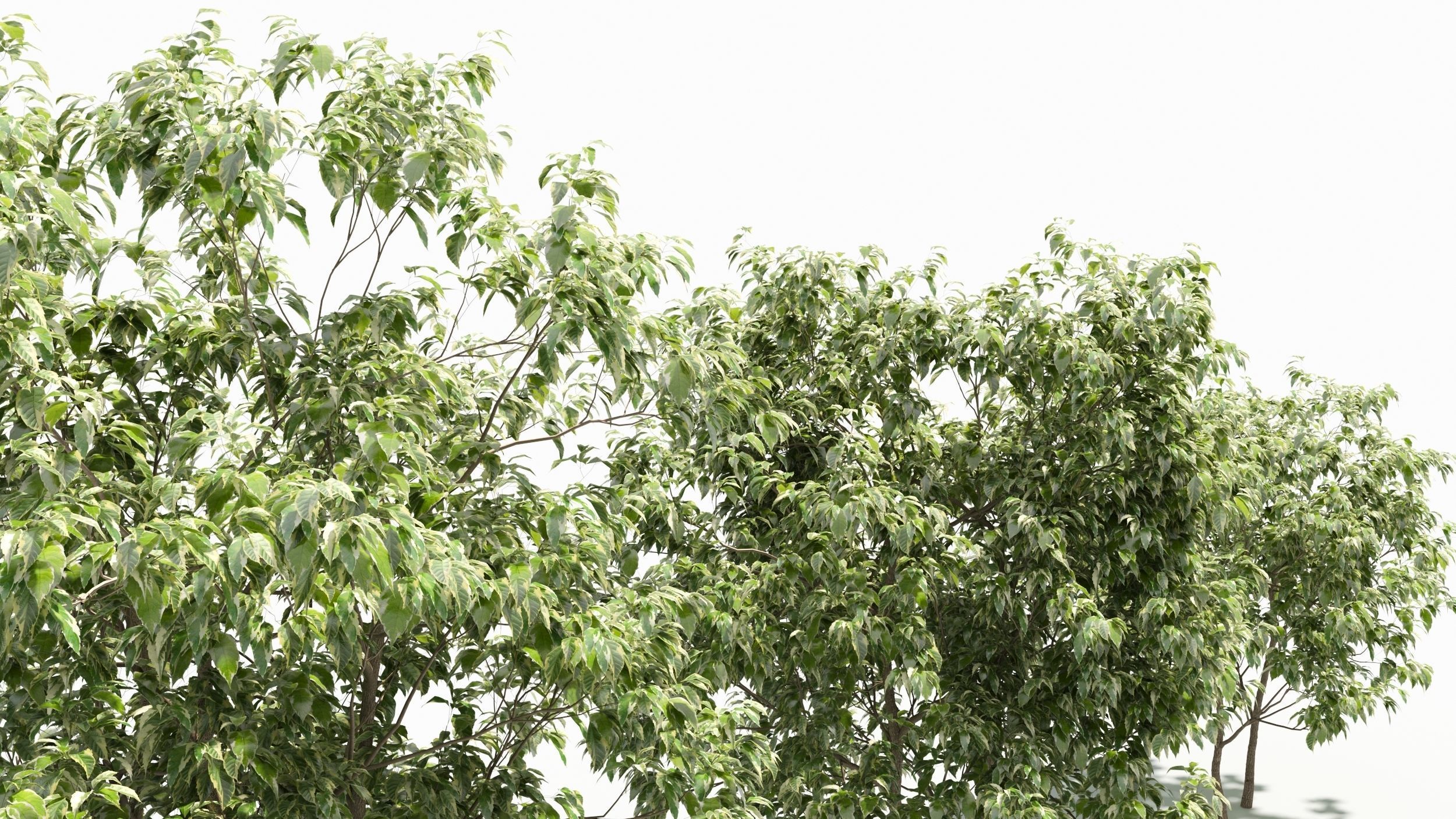 Acer negundo tree 3D model | CGTrader