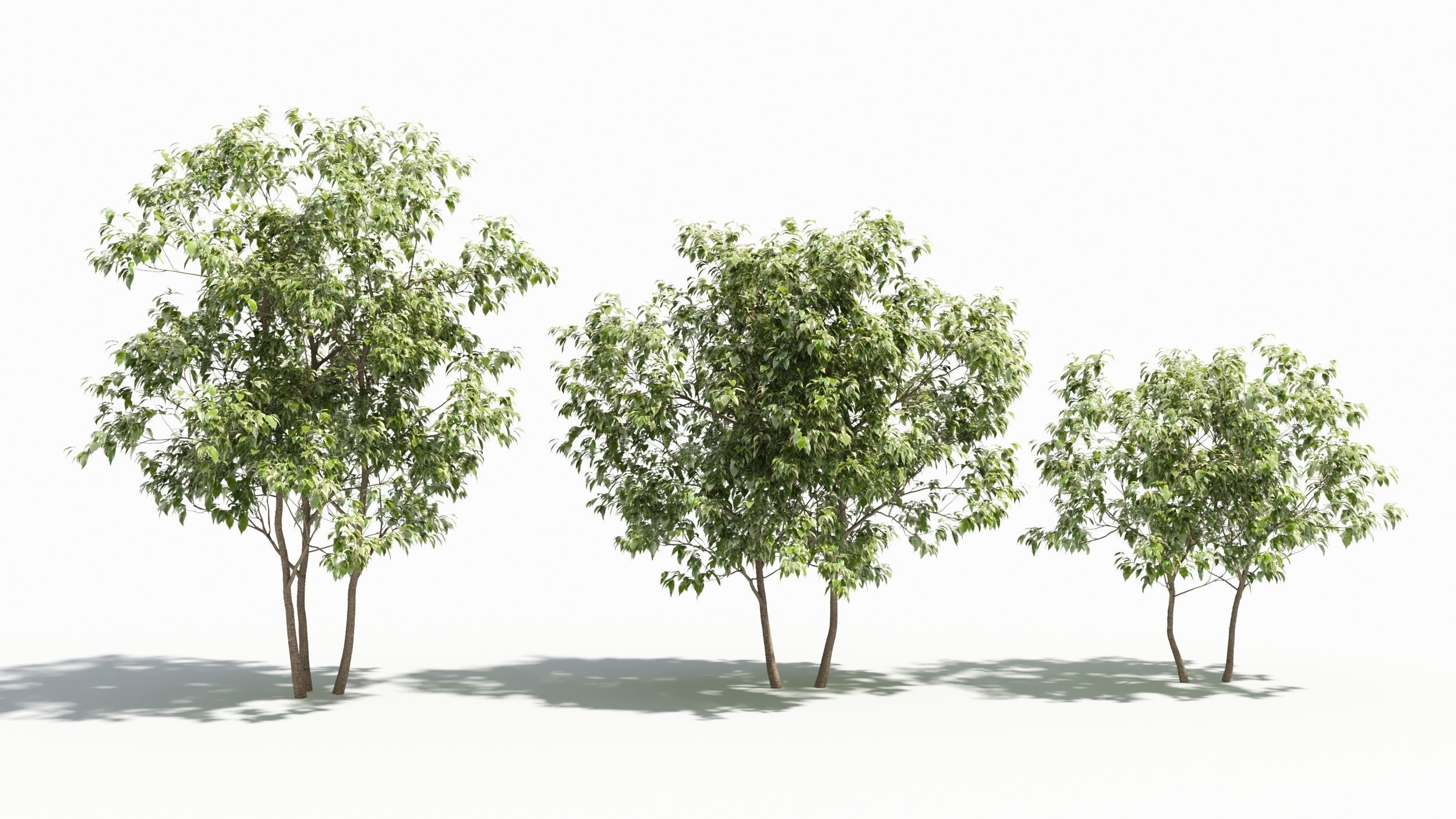 Acer negundo tree 3D model | CGTrader