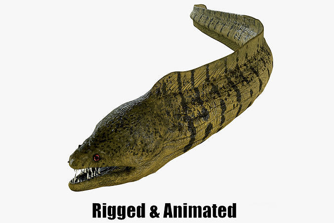 Moray eel 3D model animated rigged | CGTrader