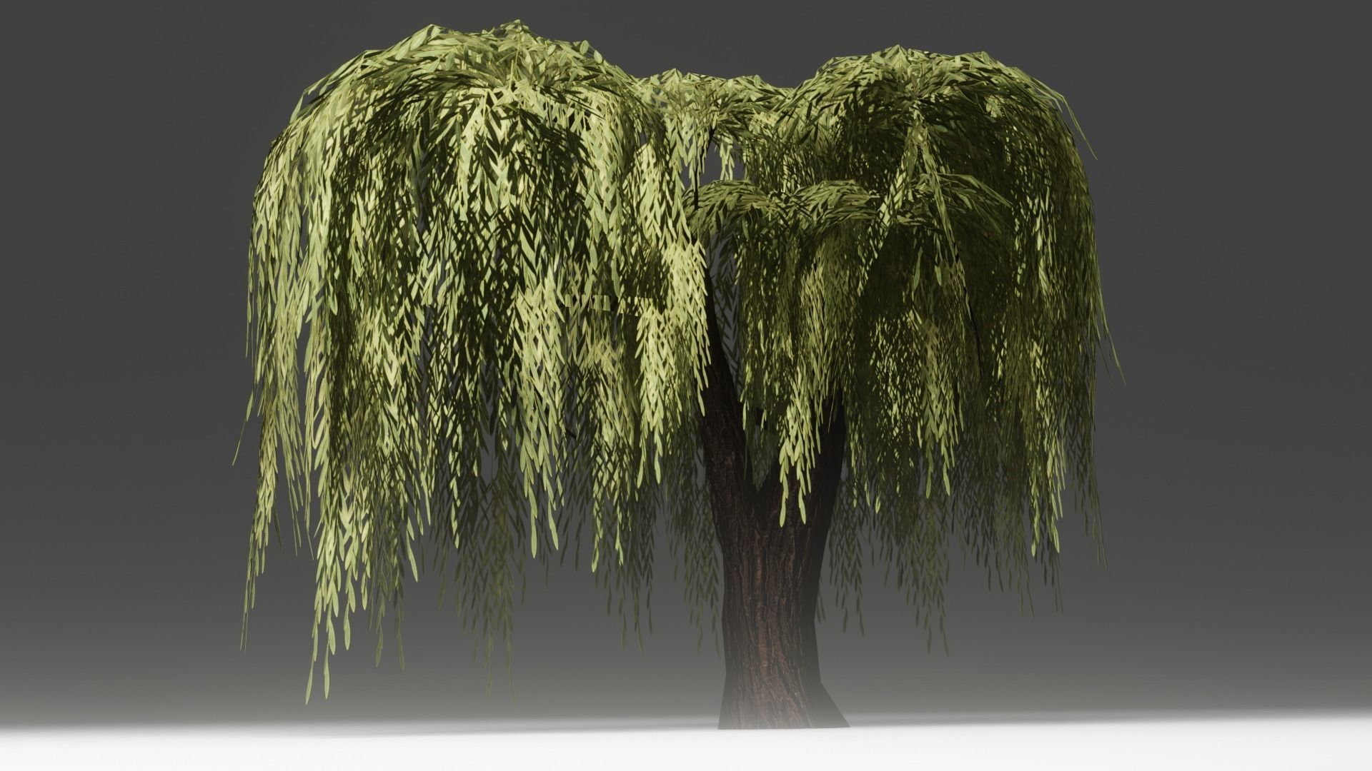 3D model Willow Tree Game Ready VR / AR / low-poly | CGTrader