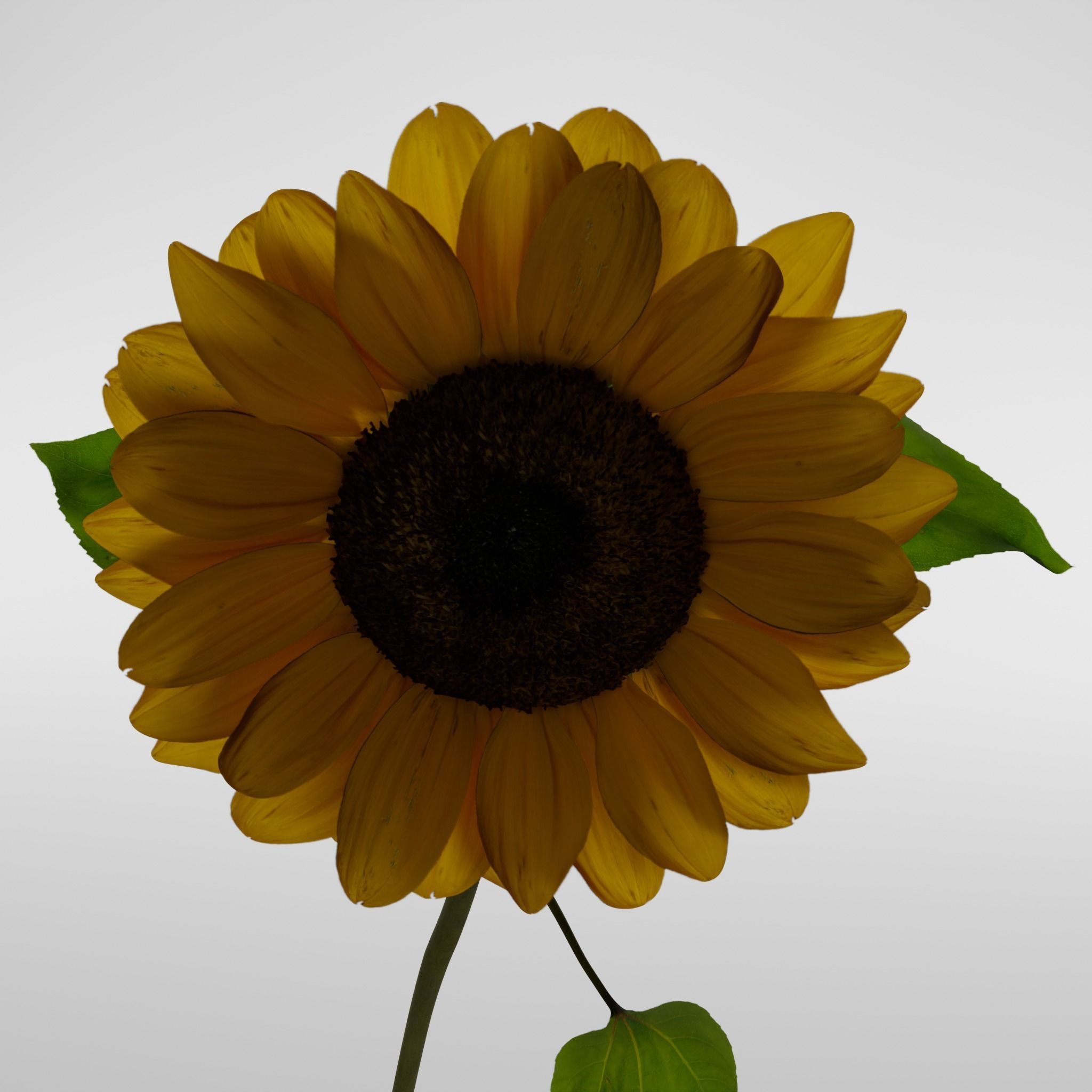 Sunflower 3D model | CGTrader