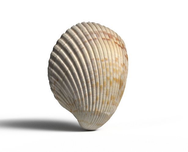 Atlantic giant cockle scallop shell 3D model | CGTrader