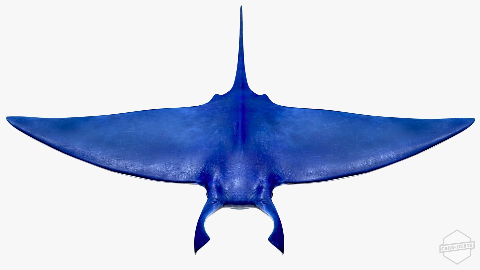 3D model Rigged and Animated Manta ray sea creature VR / AR / low-poly ...