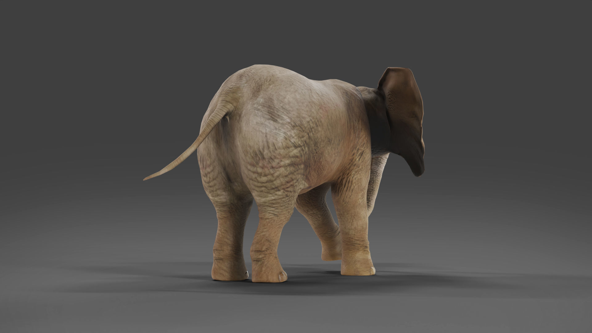3D model Baby Elephant Rigged and Animation Unity V02 VR / AR / low ...