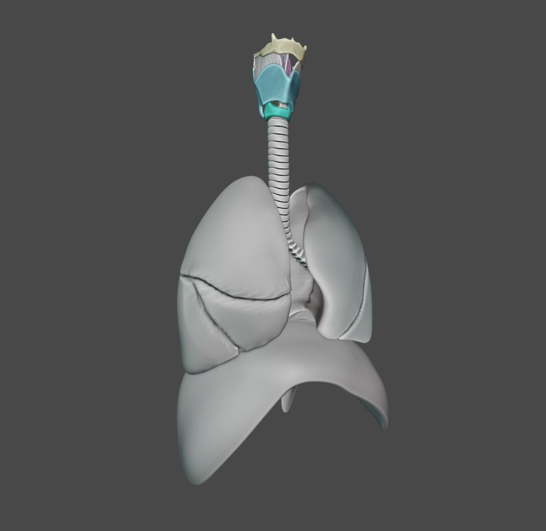 RESPIRATORY SYSTEM MODELED AND TEXTURED IN BLENDER 3D model | CGTrader