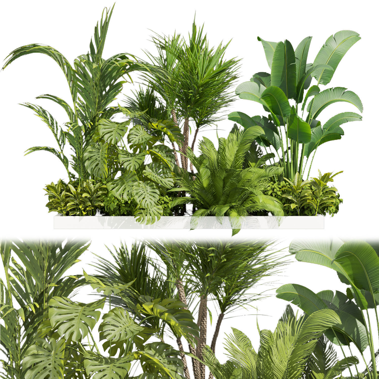 Collection plant vol 436 - indoor - garden - leaf 3D model | CGTrader