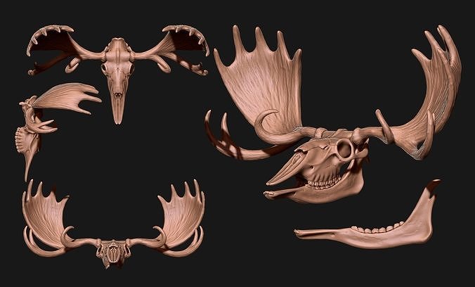 American Alce skull 3D model 3D printable | CGTrader