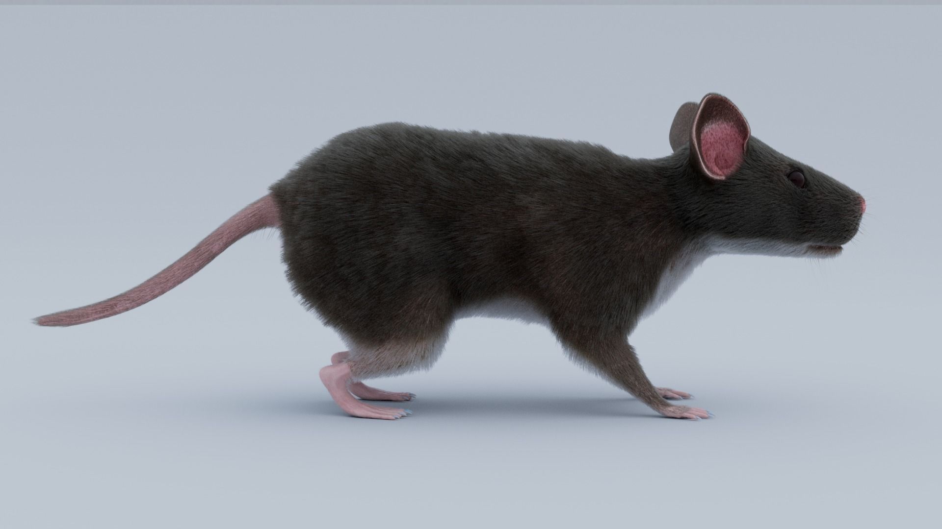 Rat Rigged 3D model 3D model rigged | CGTrader