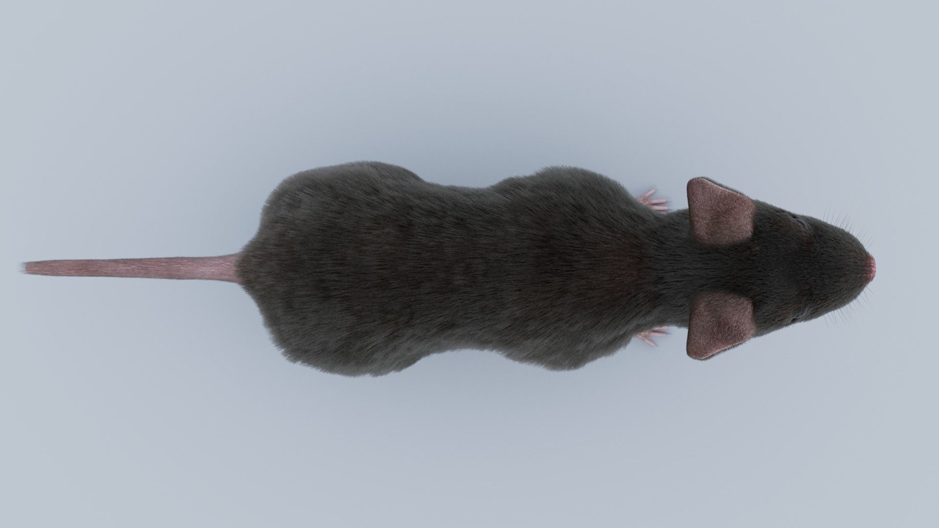 Rat Rigged 3D model 3D model rigged | CGTrader