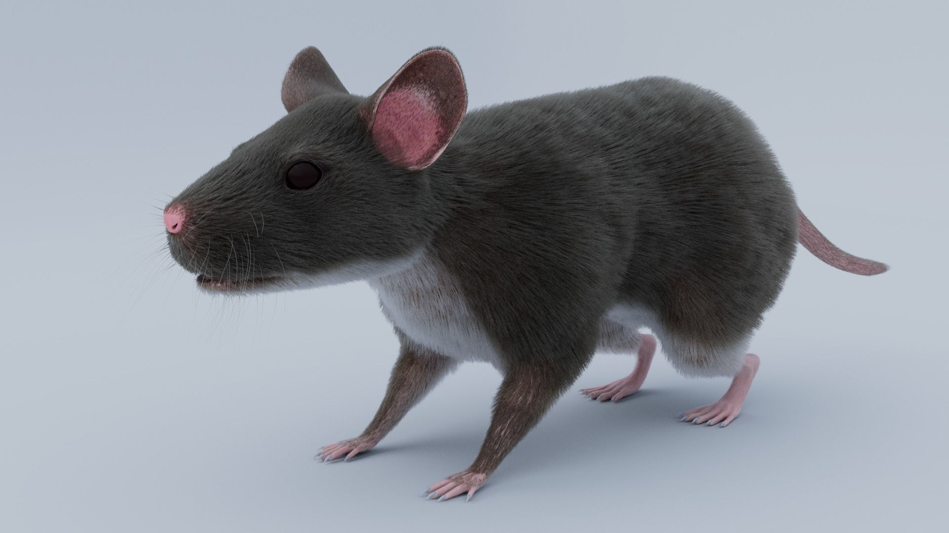 Rat Rigged 3D model 3D model rigged | CGTrader