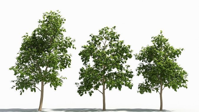 Catalpa tree 3D model | CGTrader