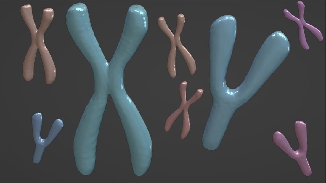 Detailed Chromosome 3D model and scene 3D model | CGTrader