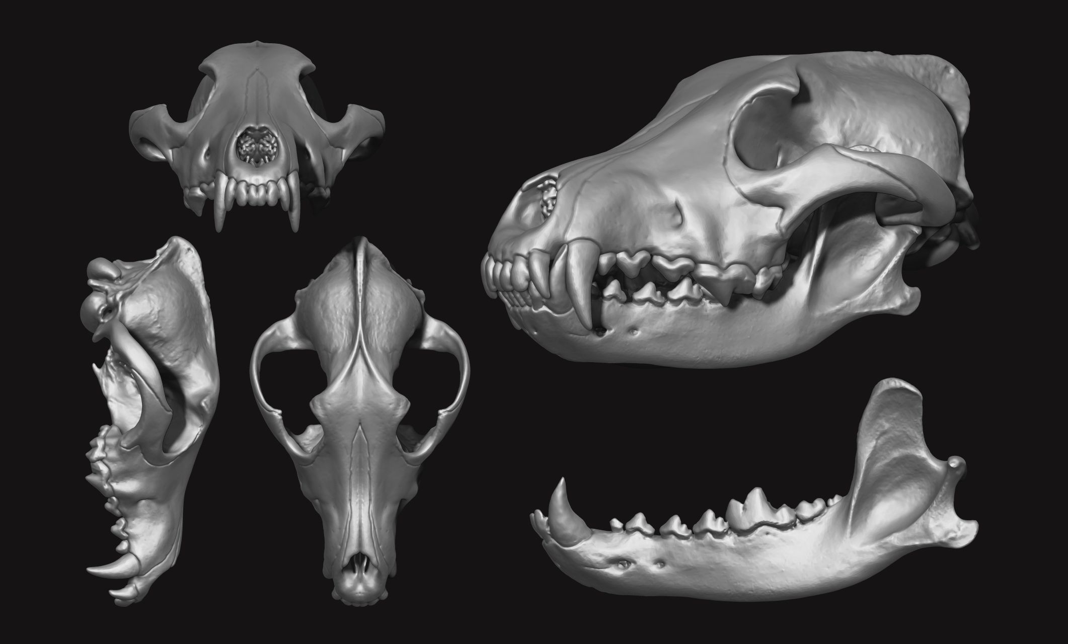 Wolf Skull - Canis lupus lupus CNC and 3D model 3D printable | CGTrader