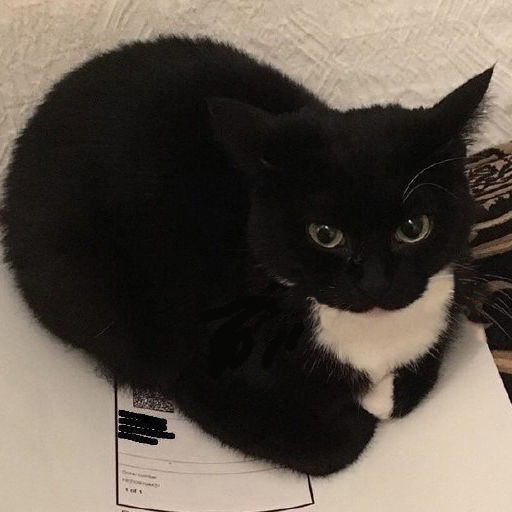 3D model Maxwell The Cat VR / AR / low-poly | CGTrader