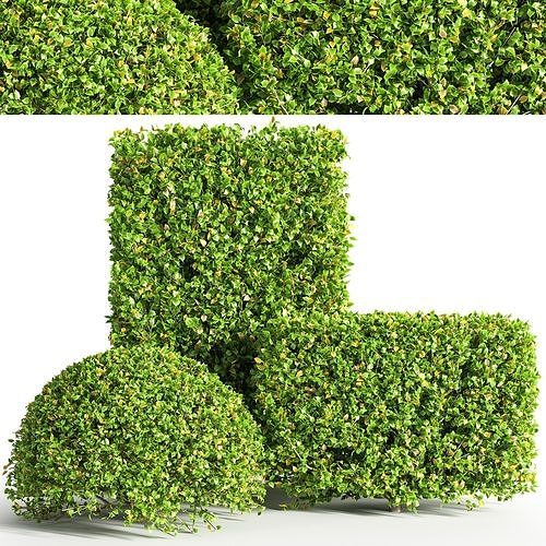 push04 topiary hedges - topiary hedges 3D model | CGTrader
