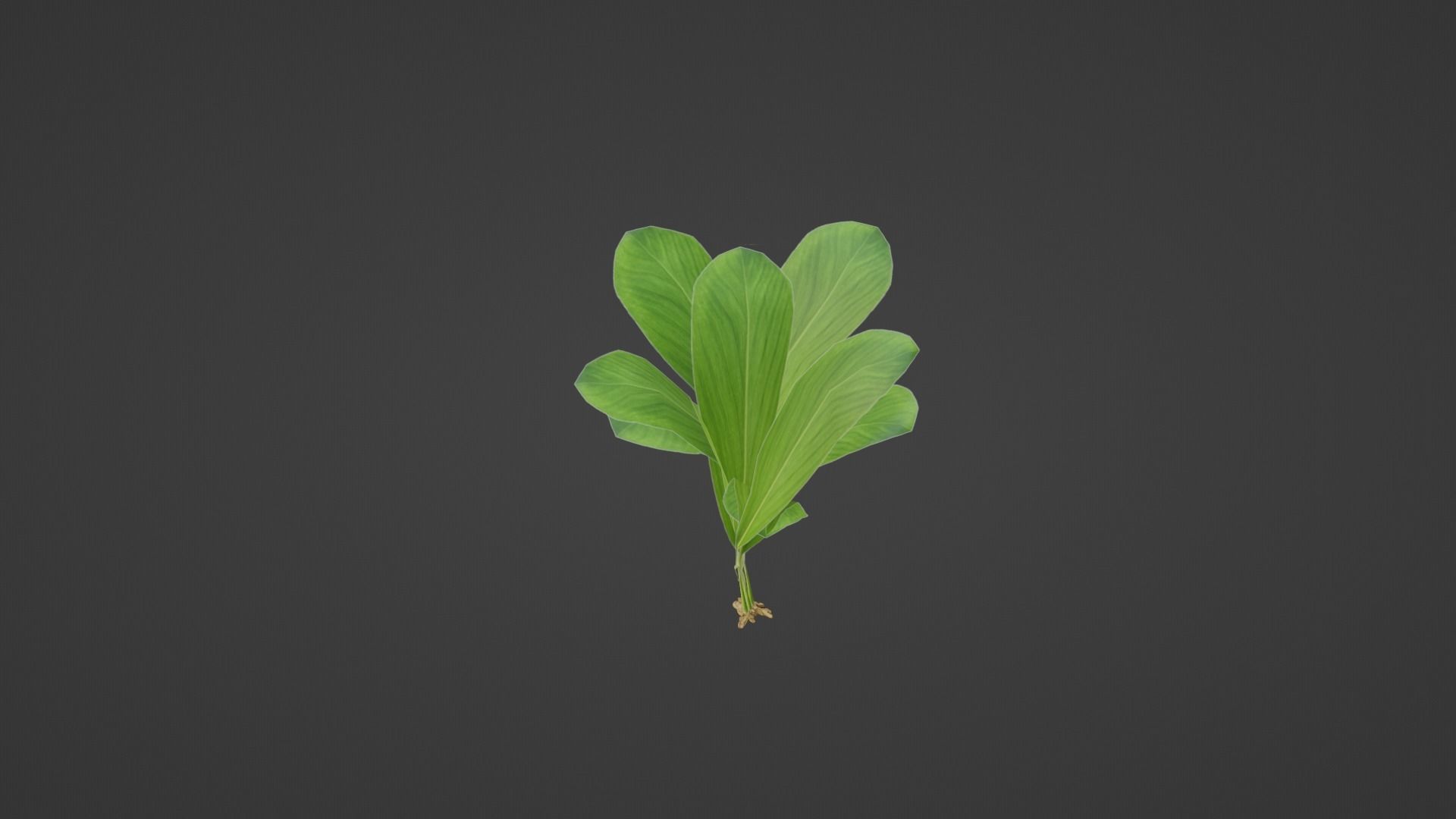 Turmeric Plant- Manjal kothu free VR / AR / low-poly 3D model | CGTrader