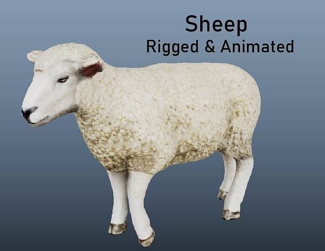3D model Sheep Animated VFX Grace VR / AR / low-poly | CGTrader