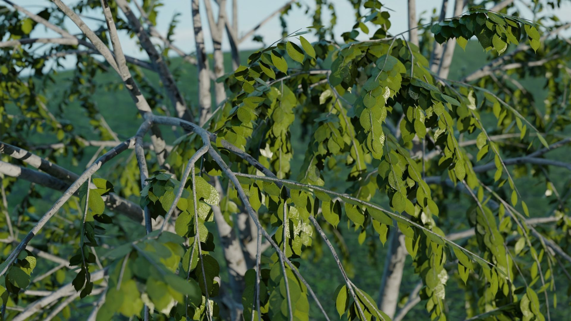Realistic Tree Pack I Detailed Trees free 3D model | CGTrader