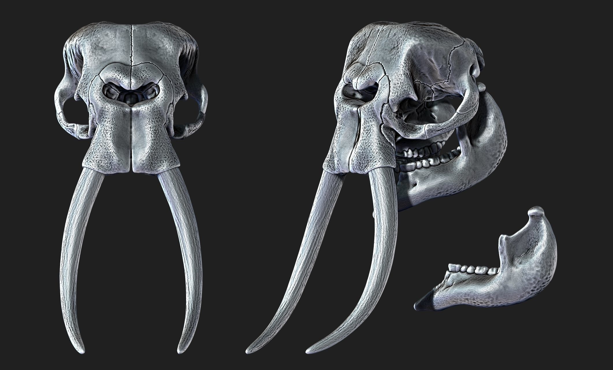 African Elephant Skull - Loxodonta Africana - CNC and 3D model 3D ...