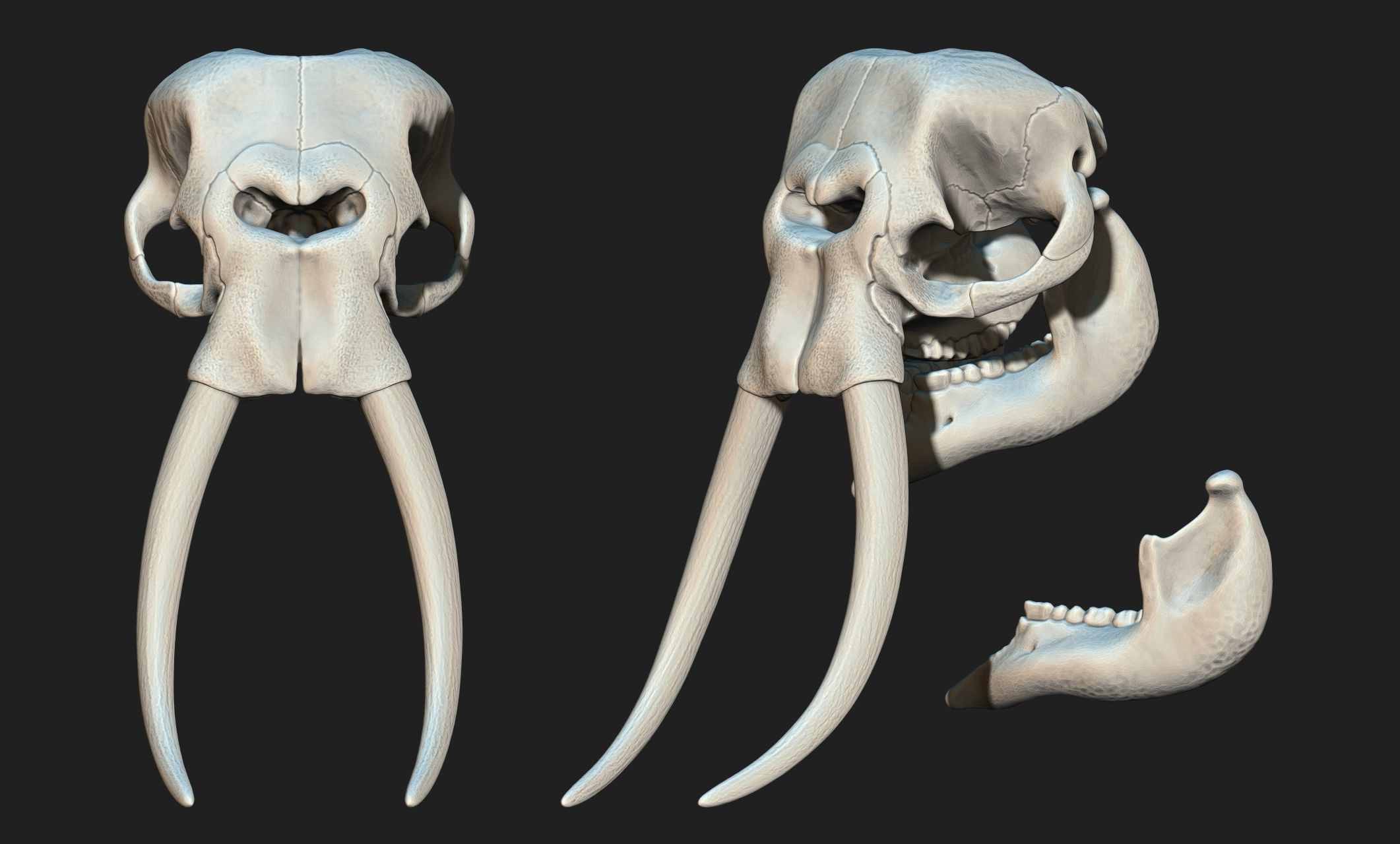 African Elephant Skull - Loxodonta Africana - CNC and 3D model 3D ...