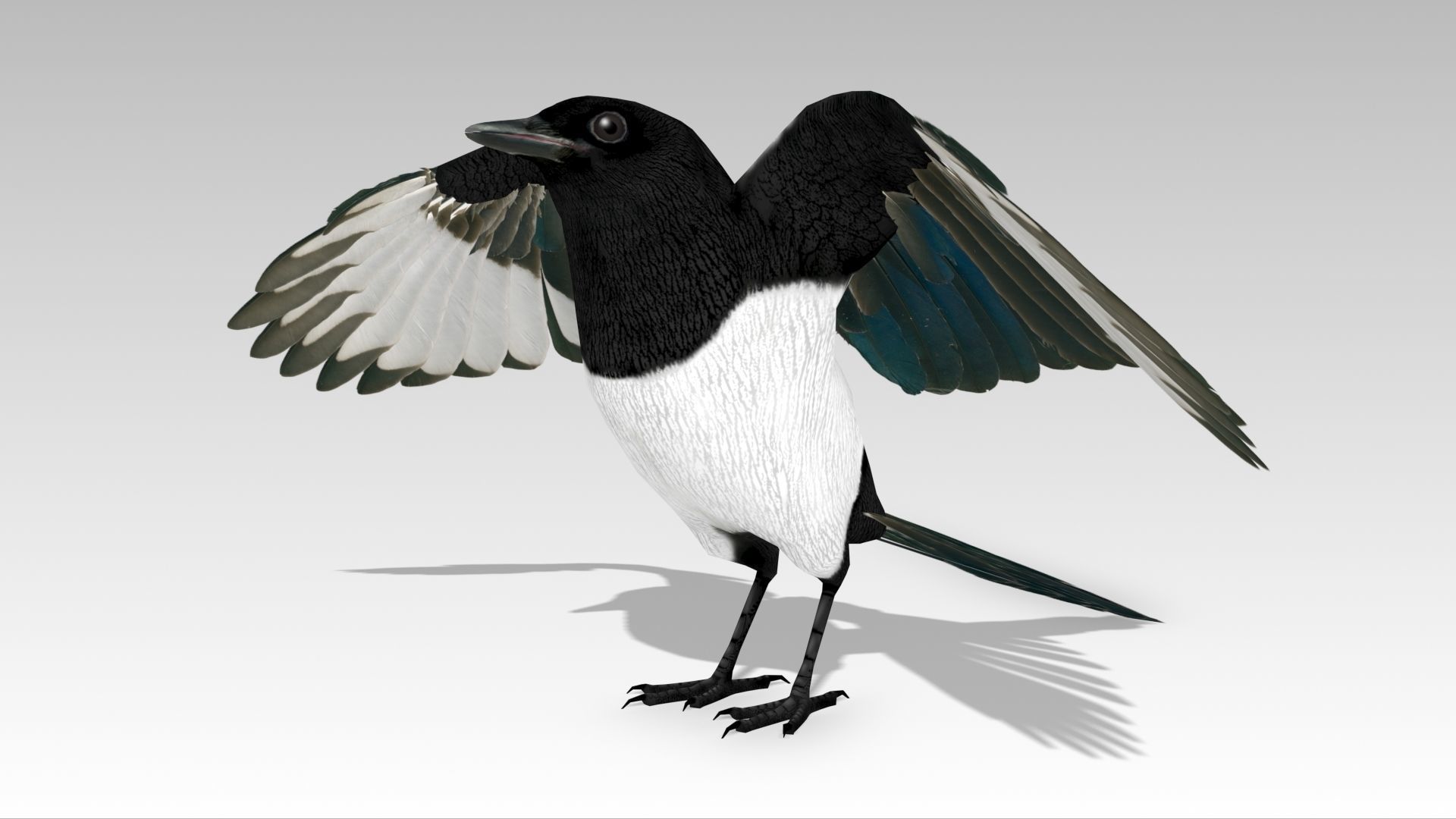 3D model Magpie VR / AR / low-poly | CGTrader