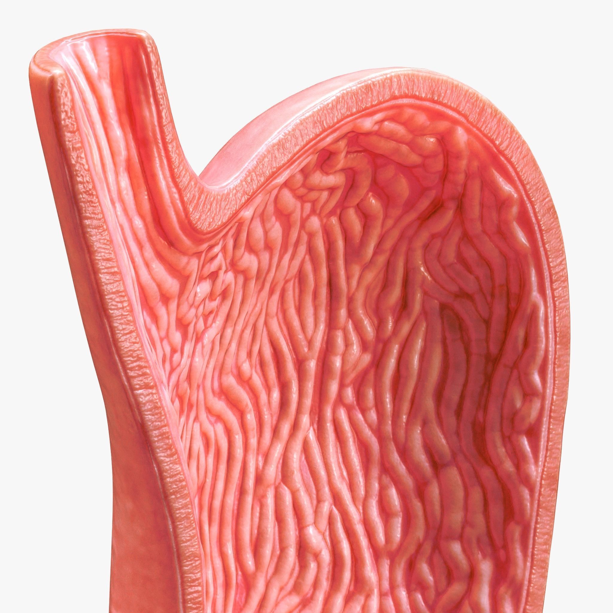 Human Stomach Cross Section 3D model | CGTrader