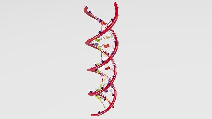 3D DNA model spiral 3D model | CGTrader