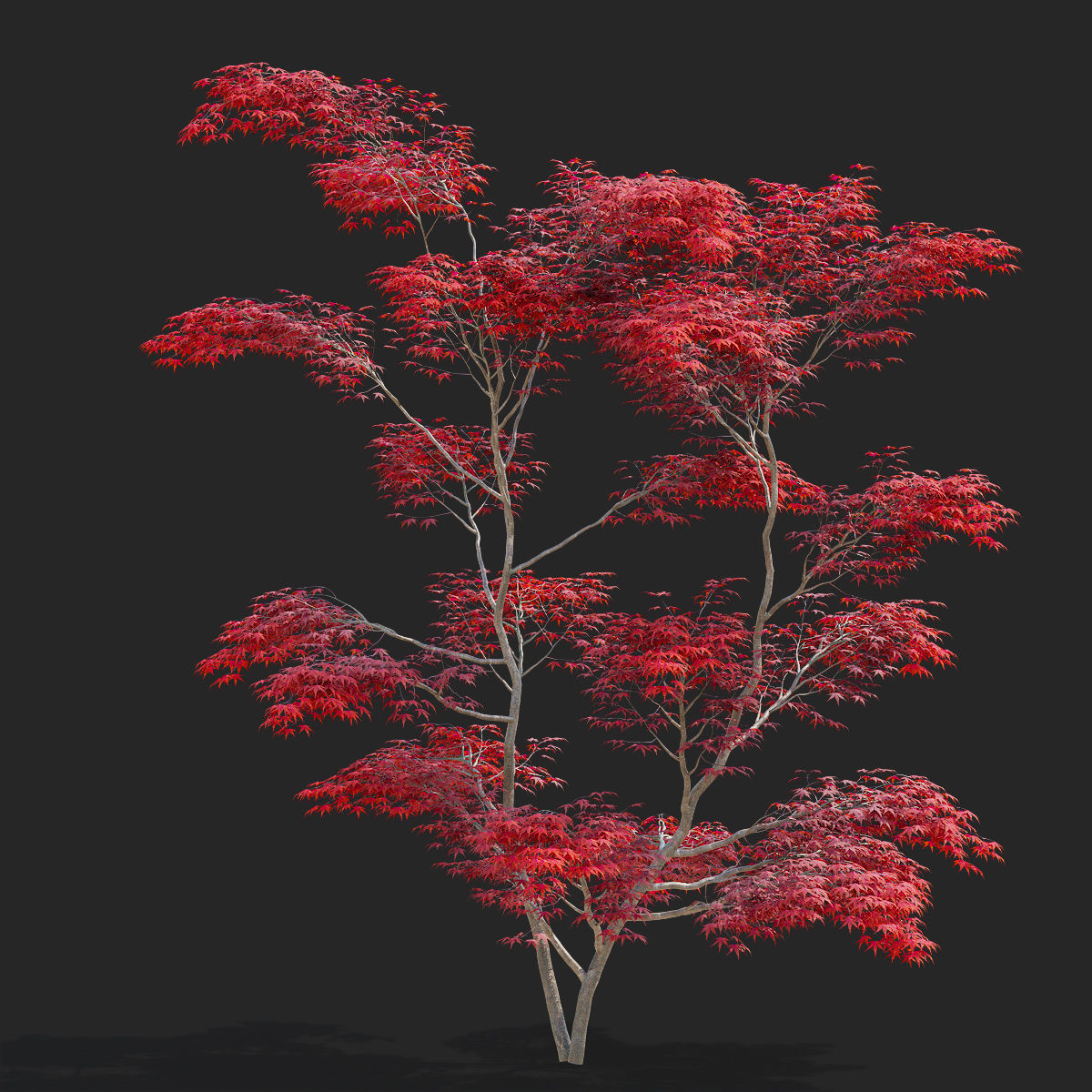 Acer palmatum red 3D model | CGTrader