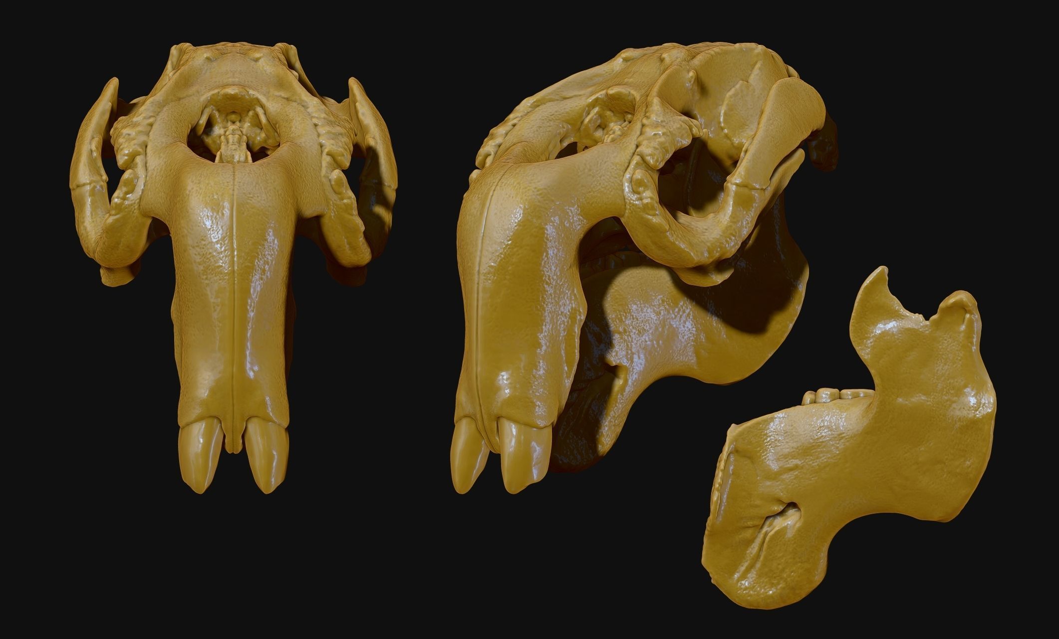 Manati - Trichechus - Skull - CNC and 3D model 3D printable | CGTrader