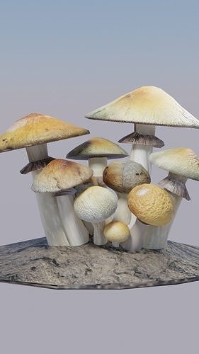 3D model Psilocybe Cubensis VR / AR / low-poly | CGTrader
