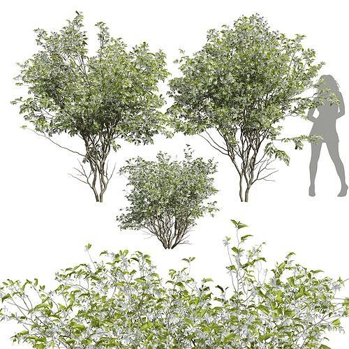 New Tree Amelanchier lamarckii Bush001 3D model | CGTrader
