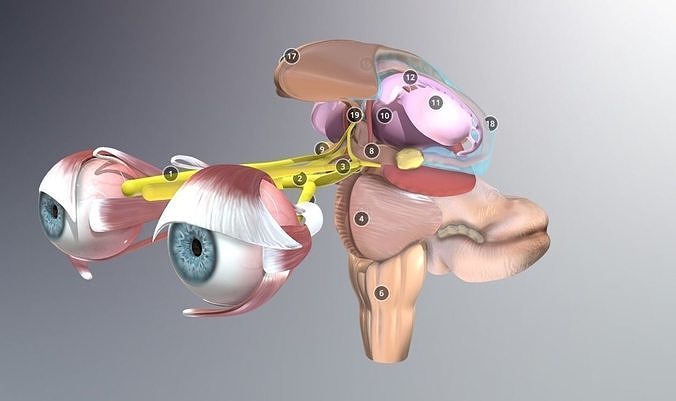 Neuro and Optic Anatomy 3D model | CGTrader