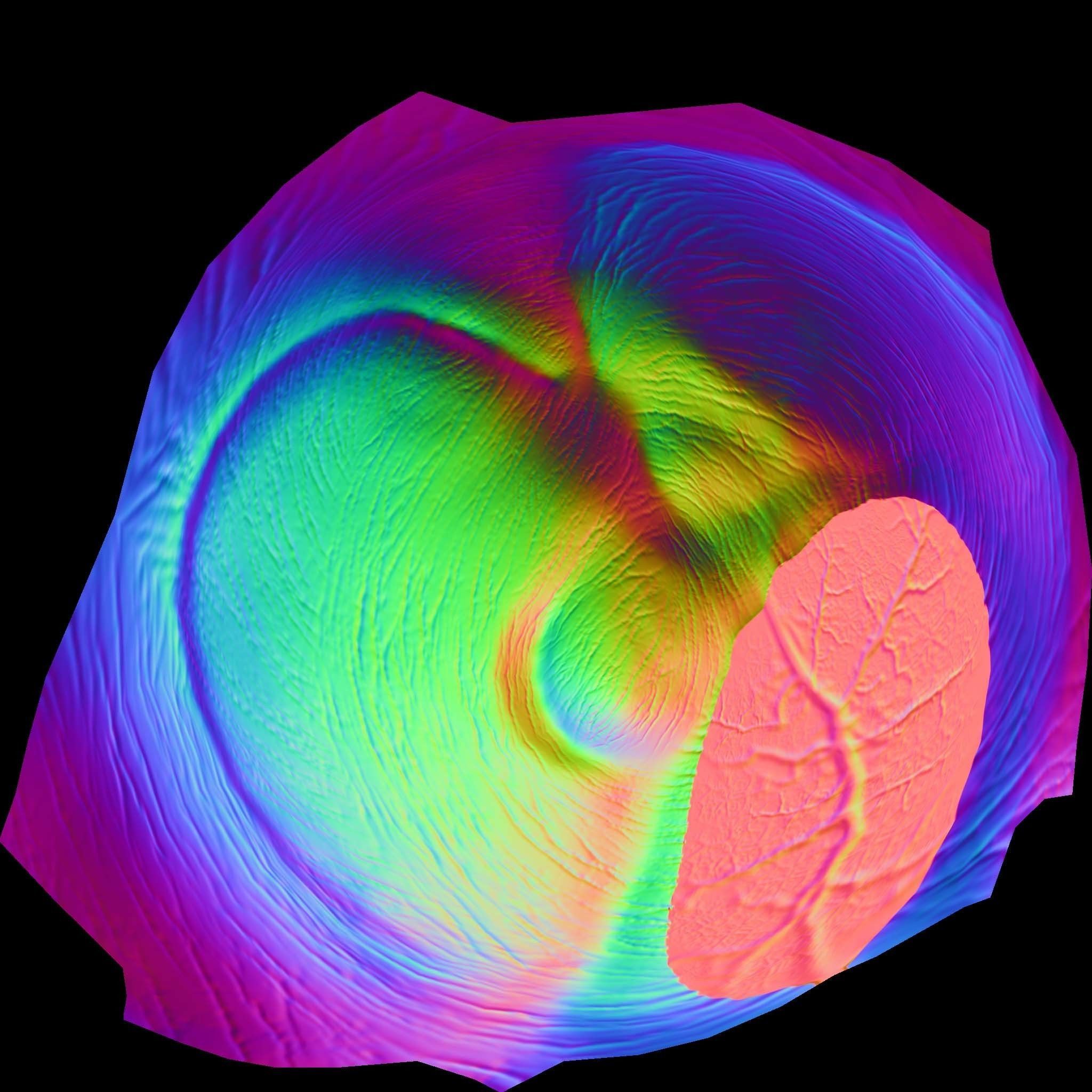 Neuro and Optic Anatomy 3D model | CGTrader