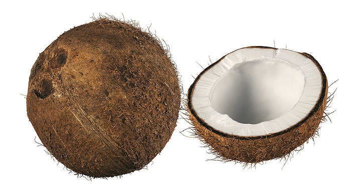 4k scanned coconut 02 3D model | CGTrader