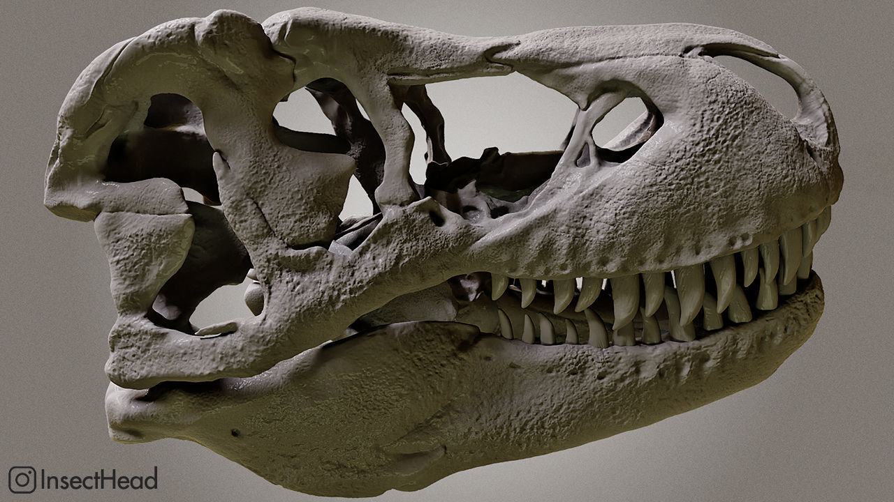 Realistic T-rex skull 3D model 3D printable | CGTrader