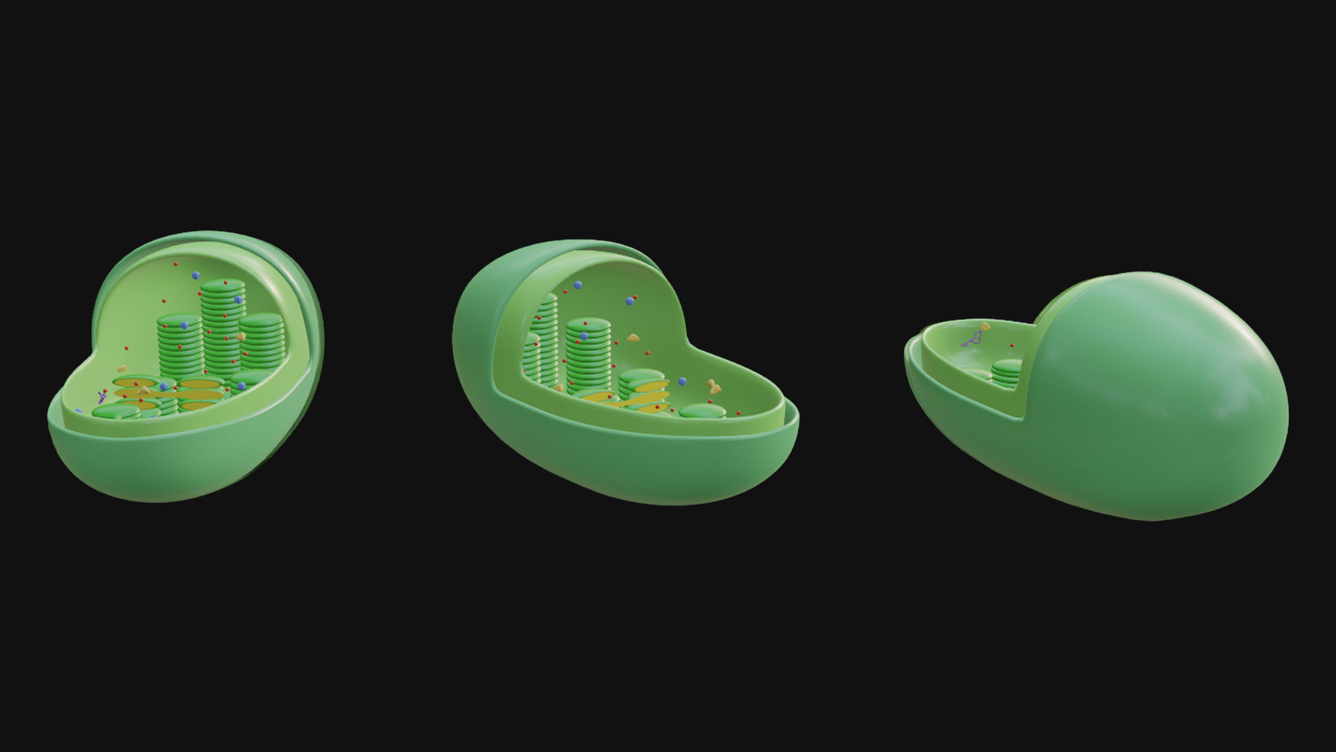 Chloroplast Cross Section Anatomy 3D model | CGTrader