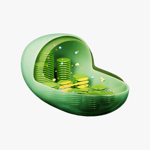 Chloroplast Cross Section Anatomy 3D model | CGTrader