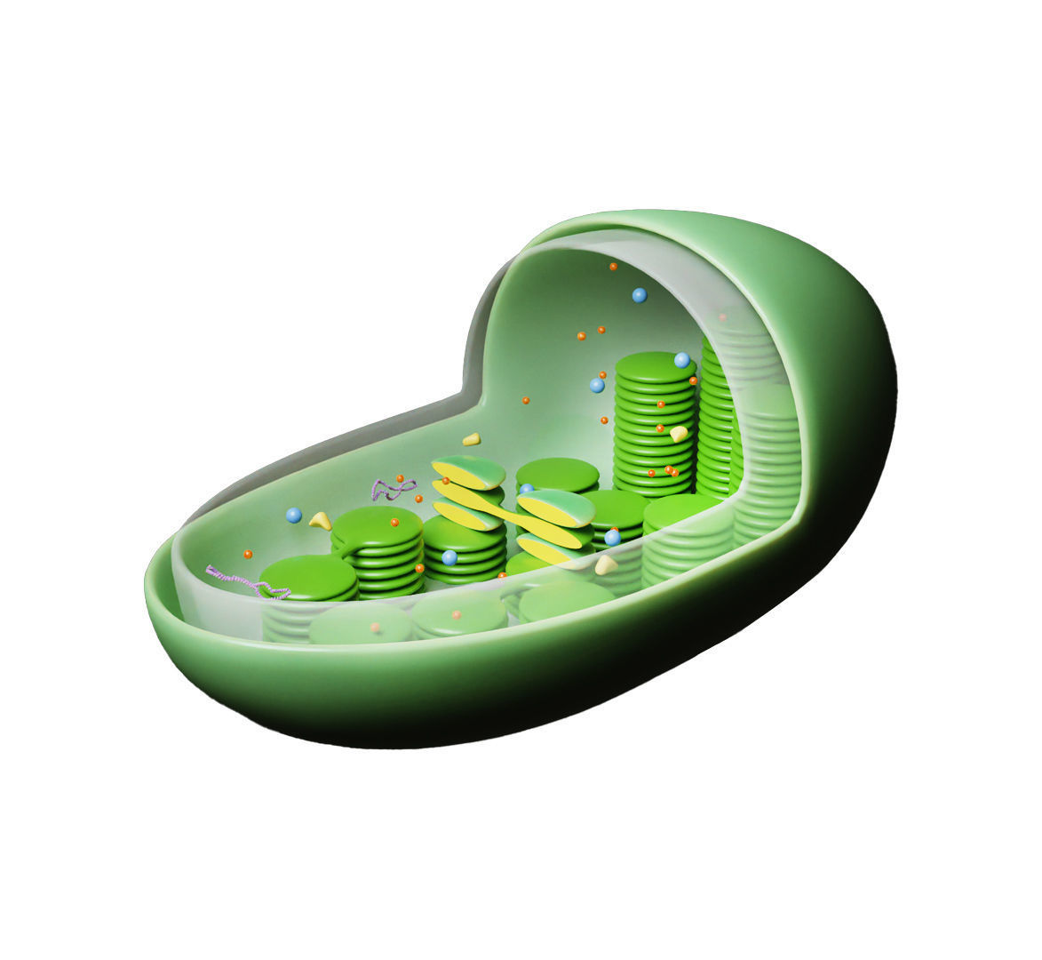 Chloroplast Cross Section Anatomy 3D model | CGTrader
