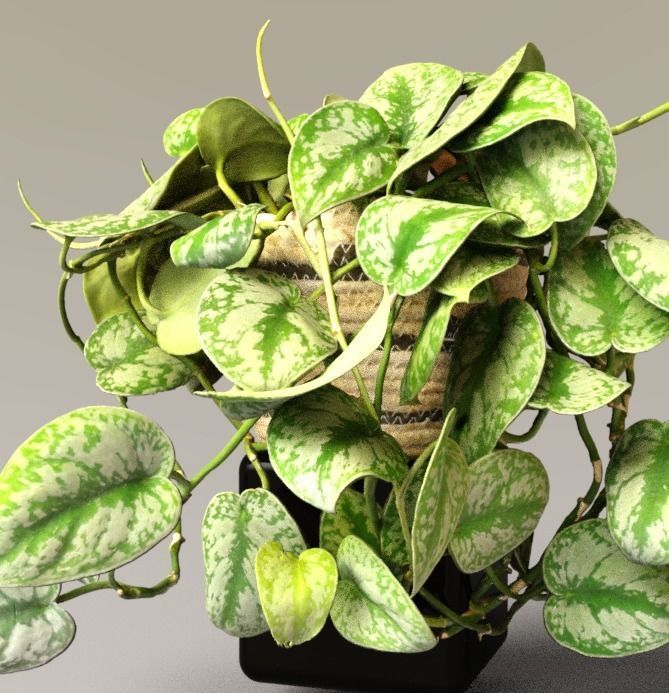 silver splash pothos nature 3D model | CGTrader