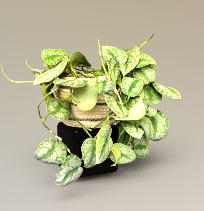 silver splash pothos nature 3D model | CGTrader