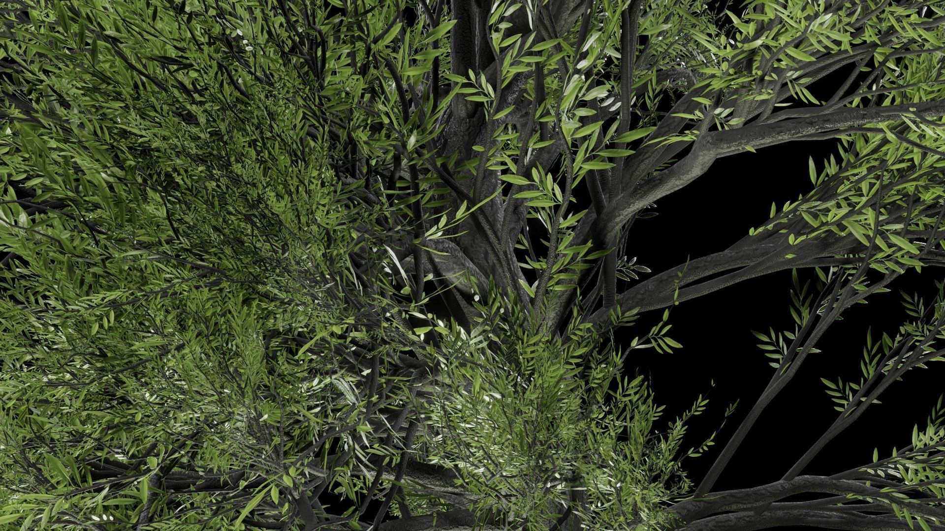 Procedural Tree 3D model | CGTrader