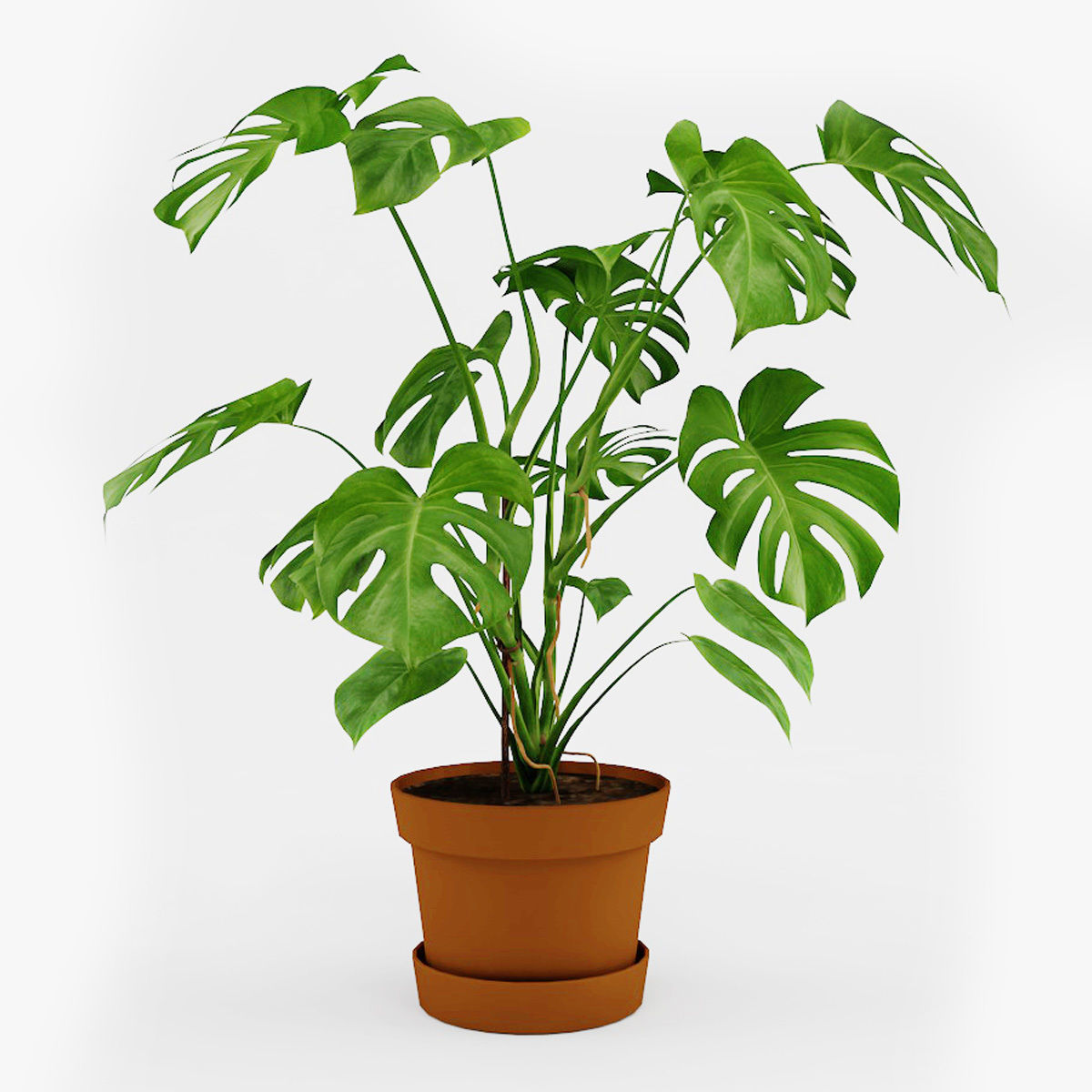 Monstera Deliciosa Plant 3D model | CGTrader