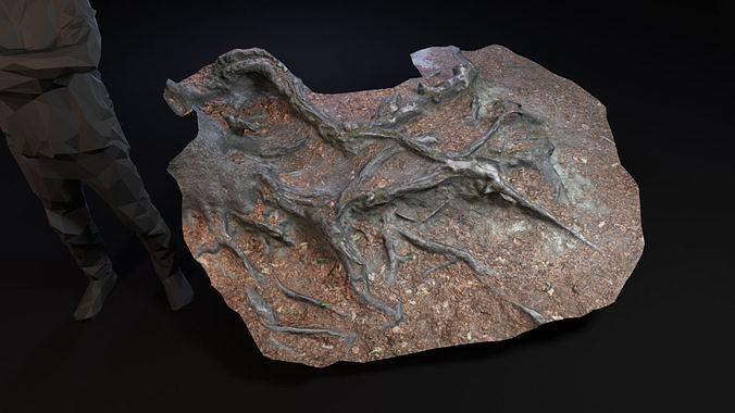 Beech forest ground - 3 of 6 - scan PBR Game ready free VR / AR / low ...