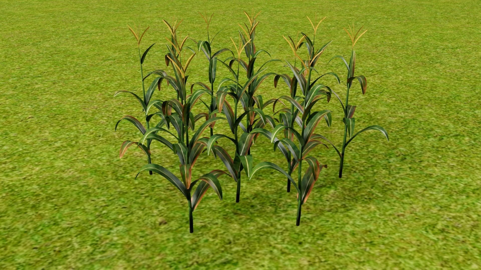 3D model corn plant VR / AR / low-poly | CGTrader